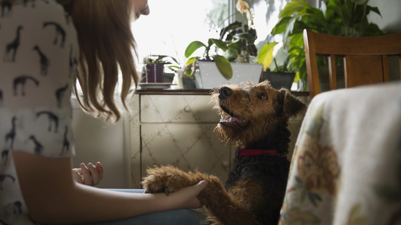 How to Connect With Your Pets - PsychicOz